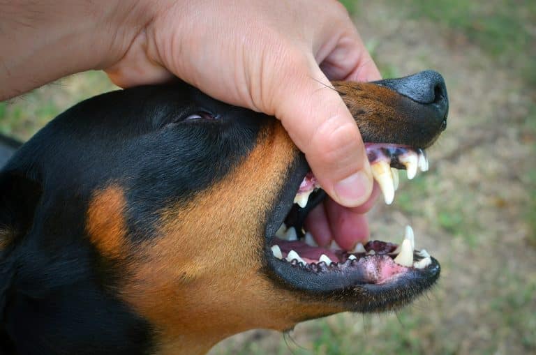Aftermath of a Dog Bite: Legal Counsel with Attorney Michael Piri